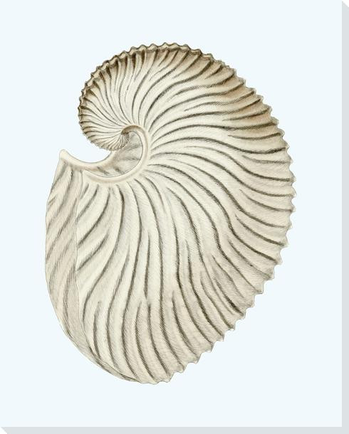 Pale Sea Shell 5 Wrapped Canvas Giclee Art Print Wall Art | Seashore ...