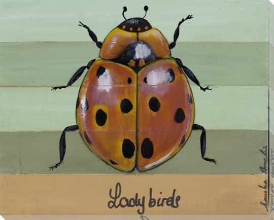 Square Bug Wrapped Canvas Giclee Print Wall Art | Insect Wall Decor