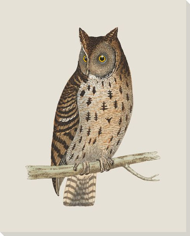 Hoot Owl Bird 6 Wrapped Canvas Giclee Print Wall Art | Contemporary ...