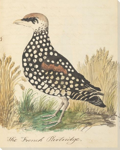 The French Partridge Bird Wrapped Canvas Giclee Art Print Wall Art ...