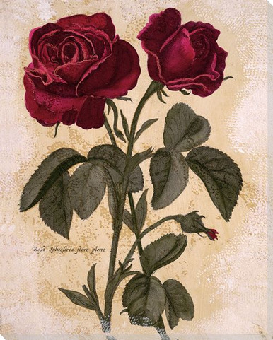 Bofa Sylueftris Flove Pleno Roses Wrapped Canvas Giclee Print ...