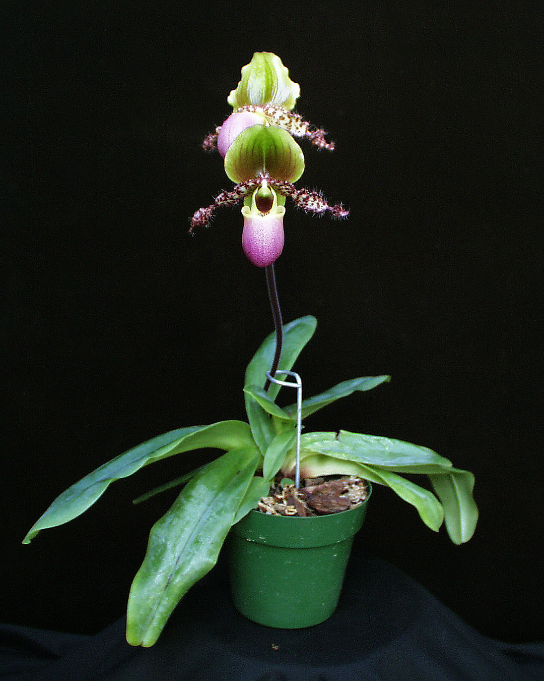 Paph. glaucophyllum - OrchidWeb