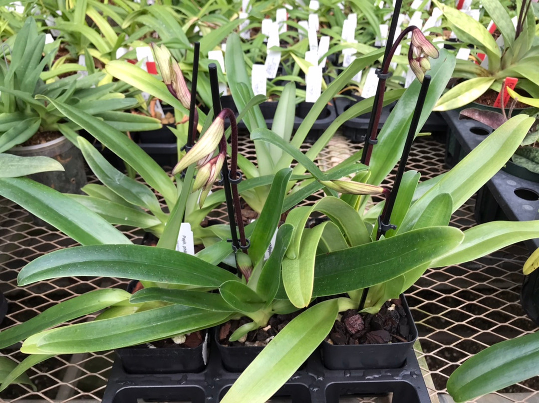 Paph. philippinense var. roebelinii (select sib cross) - OrchidWeb