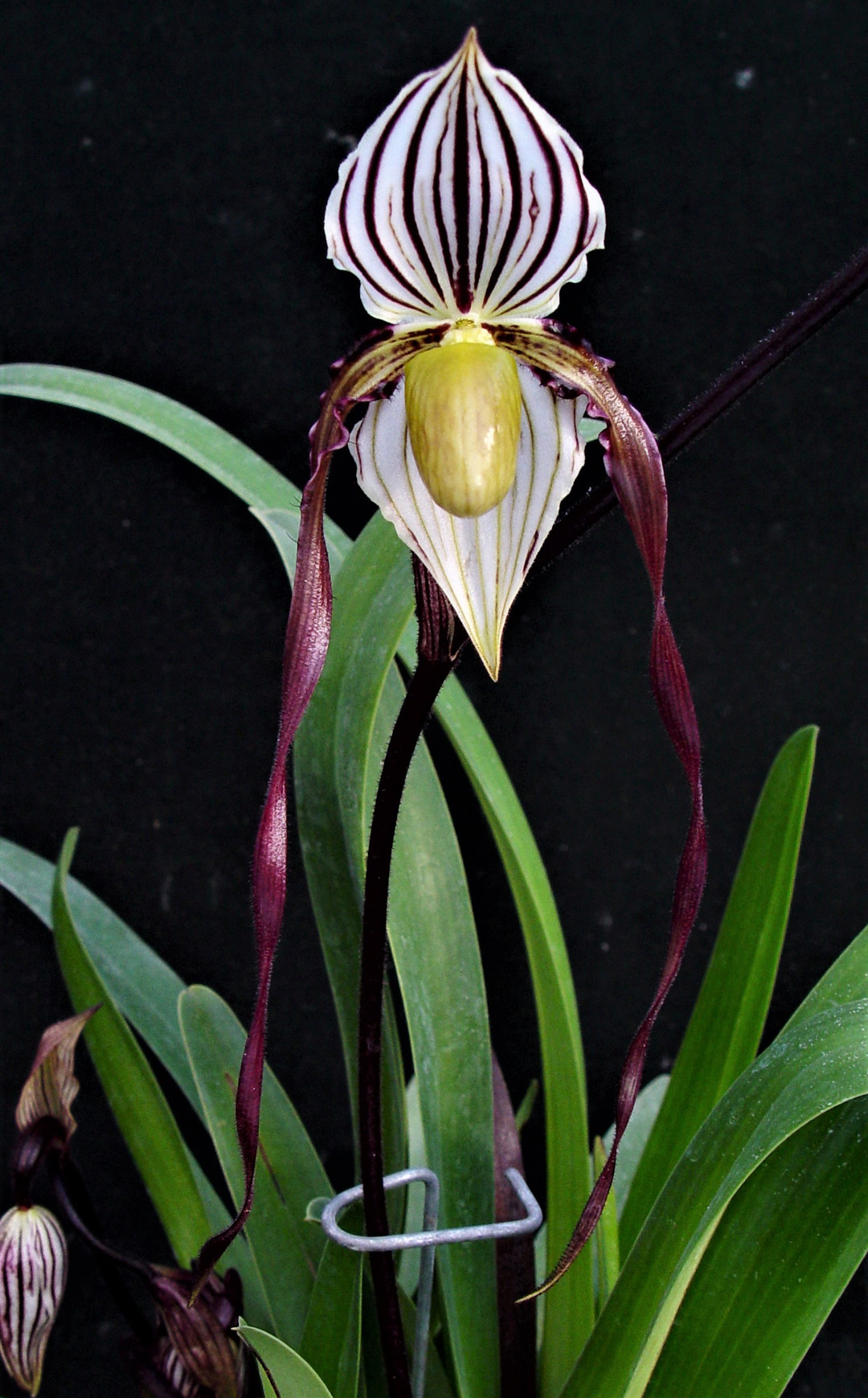 Paph. philippinense var. roebelinii (select sib cross) - OrchidWeb