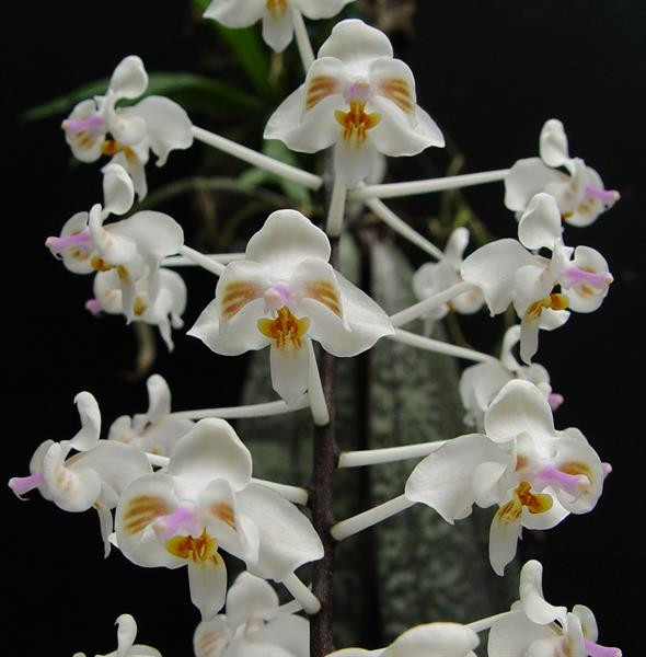 Phal. celebensis - OrchidWeb