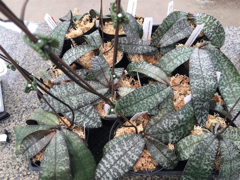 Phal. celebensis - OrchidWeb