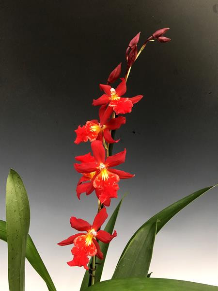 Burrageara Stefan Isler (Vuylstekeara Edna x Oncidium leucochilum ...