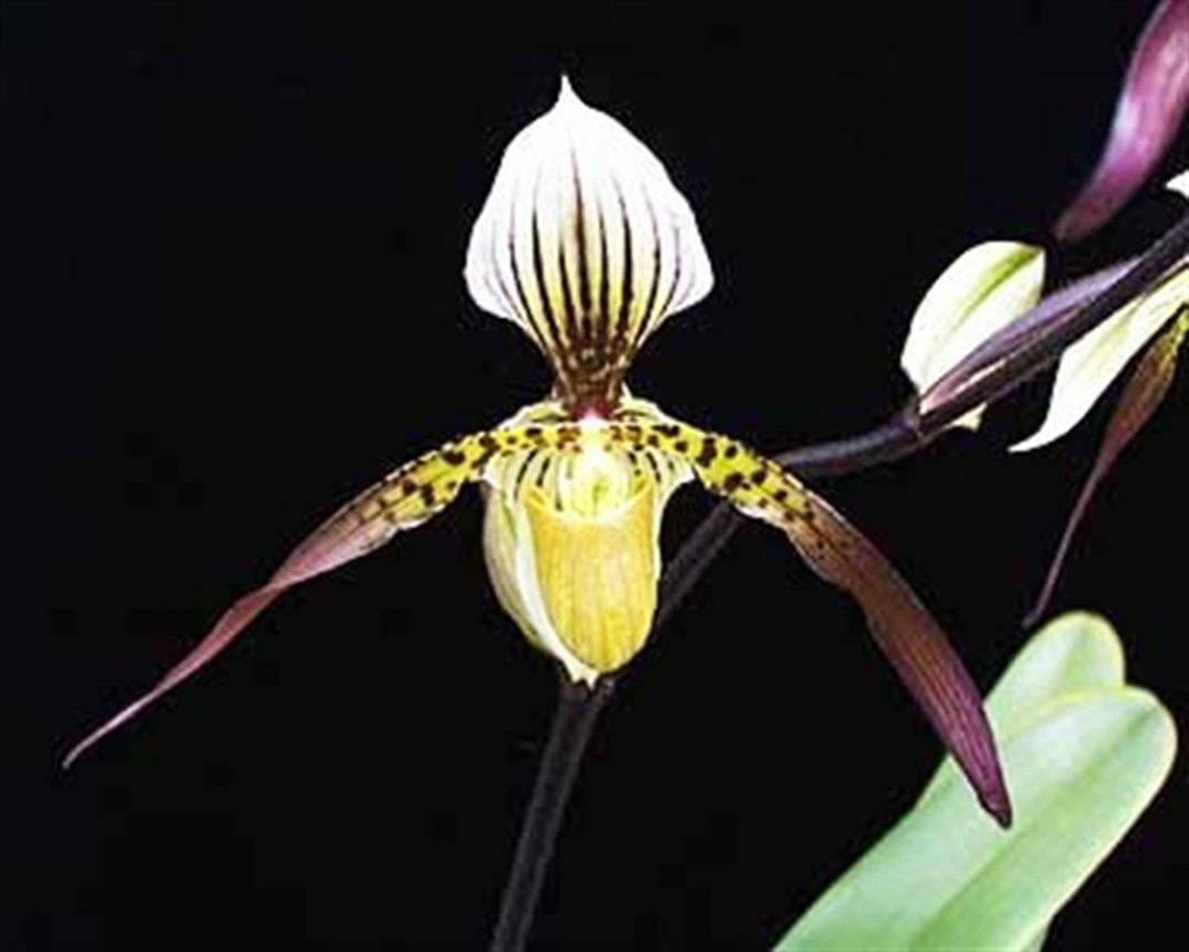 Paph. Lebaudyanum (haynaldianum x philippinense) - OrchidWeb