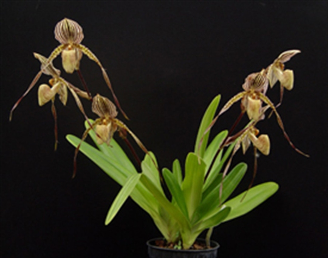 Paph. St. Swithin (rothschildianum x philippinense var. roebelinii) - OrchidWeb