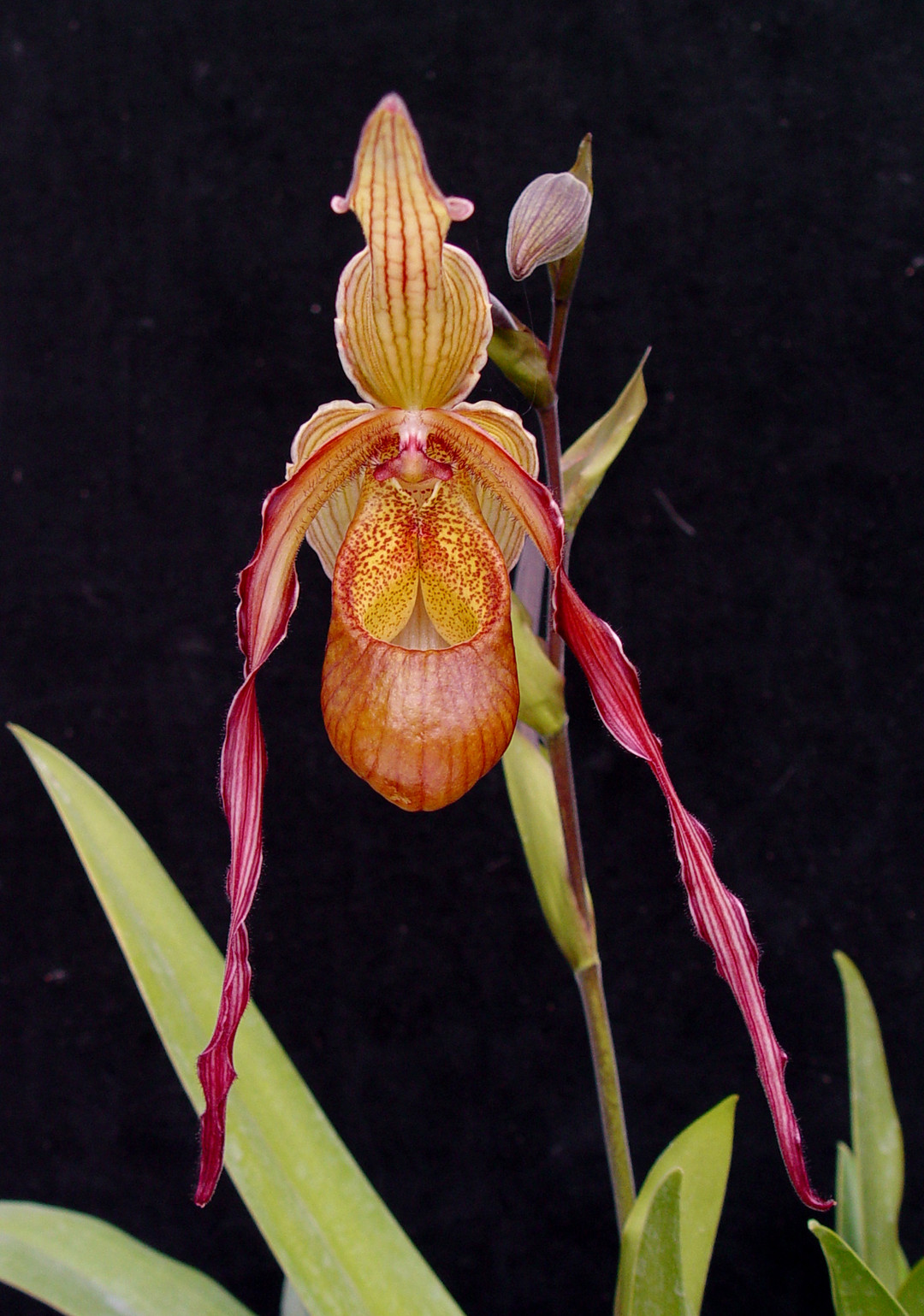 Phrag. Red Lightning (sargentianum x popowii) - OrchidWeb