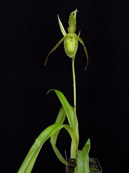 Phrag. boissierianum var. reticulatum - OrchidWeb