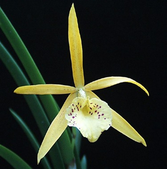 Bl. Mem. Bernice Foster (Bl. Richard Mueller x B. Cordata) - OrchidWeb