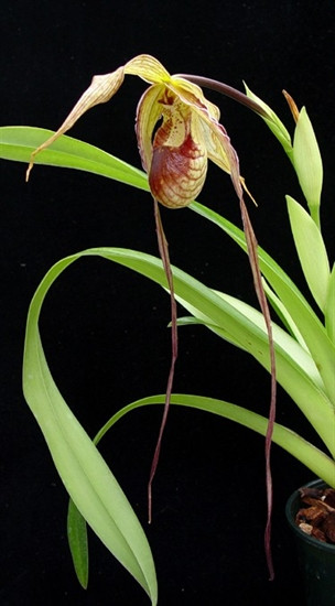 Phrag. Devil Fire (Grande x humboldtii (aka popowii)) - OrchidWeb