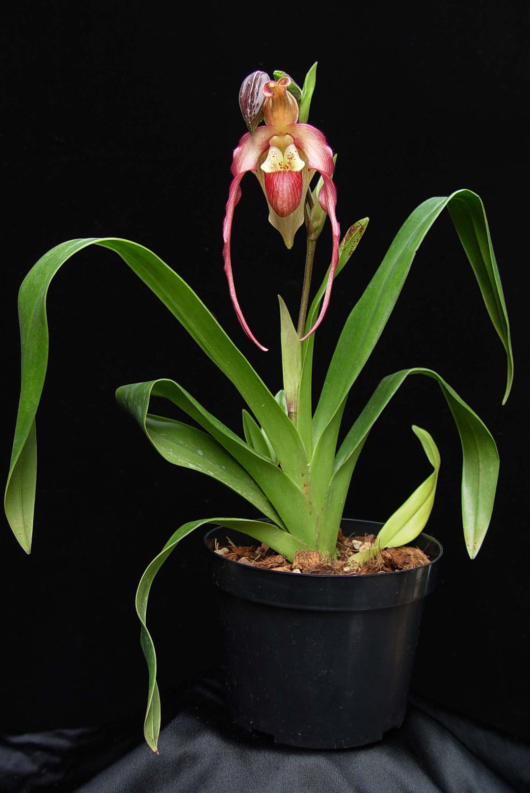 Phrag. China Dragon (Grande x besseae) - OrchidWeb