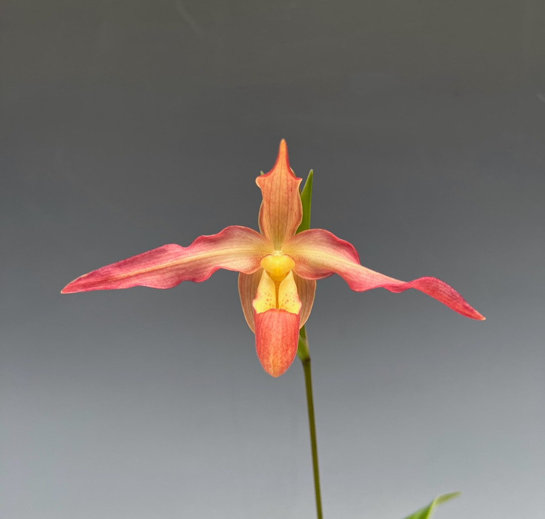 Phrag. Eric Young (besseae x longifolium) - OrchidWeb