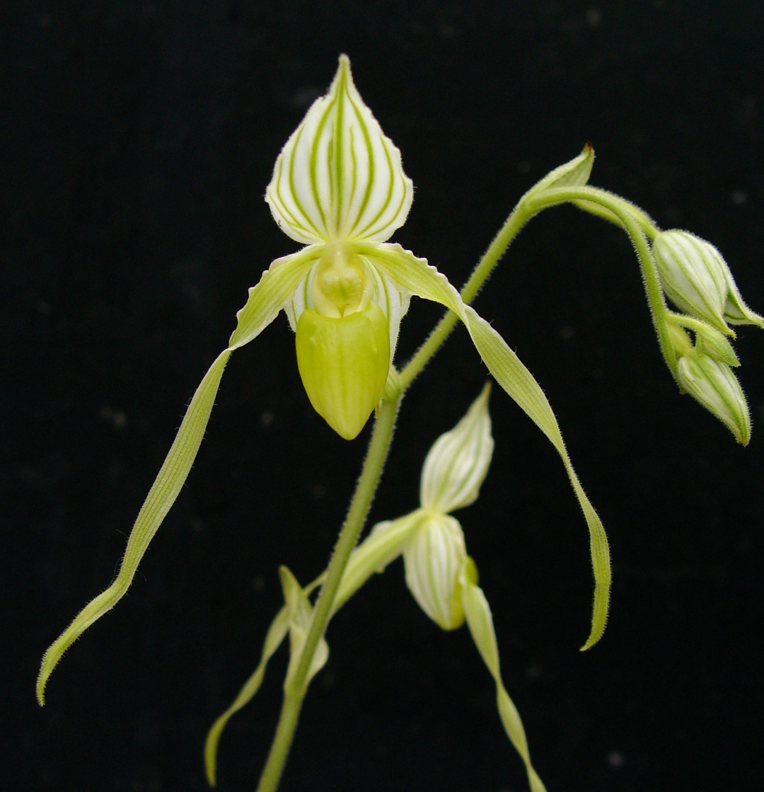 Paph. philippinense var. albo verde - OrchidWeb