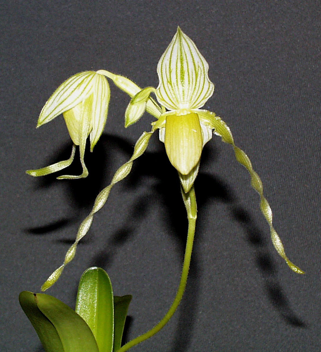 Paph. philippinense var. albo verde - OrchidWeb