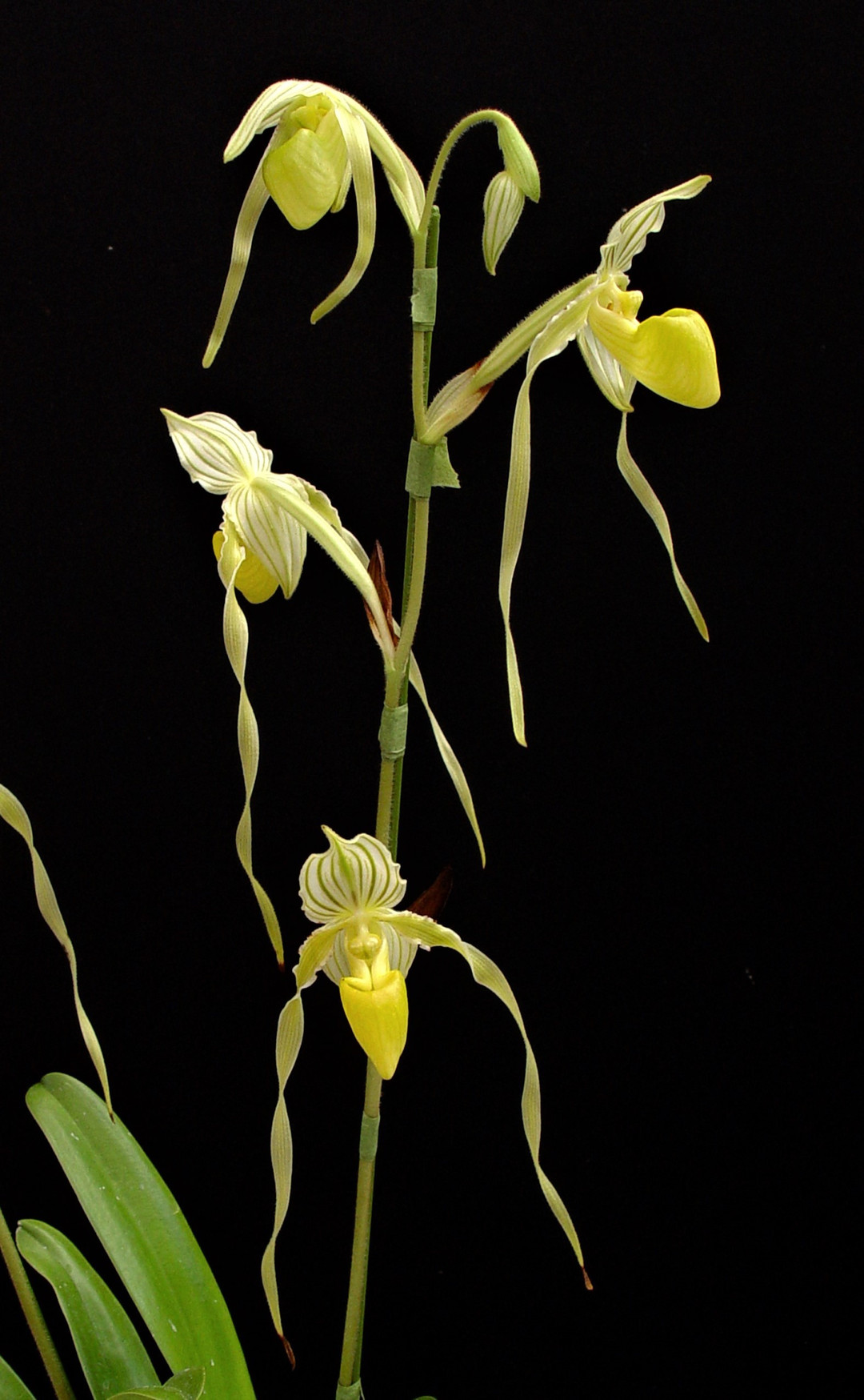 Paph. philippinense var. albo verde - OrchidWeb