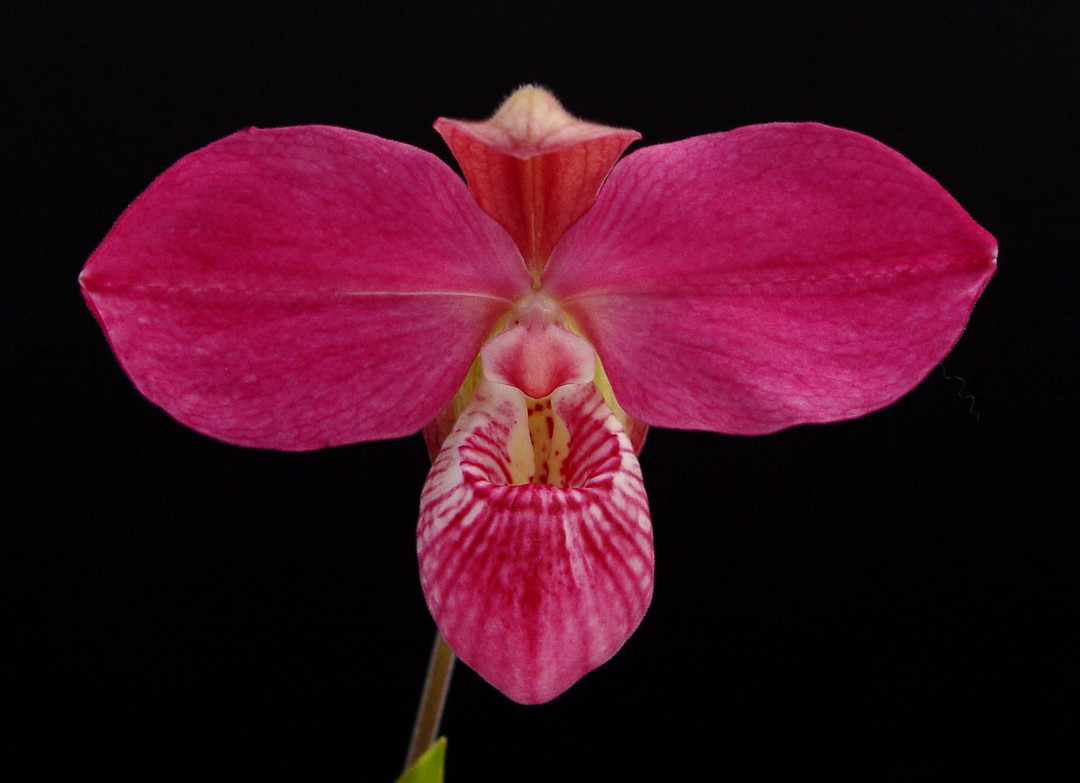 Phrag. Haley Decker (St. Ouen x kovachii) - OrchidWeb