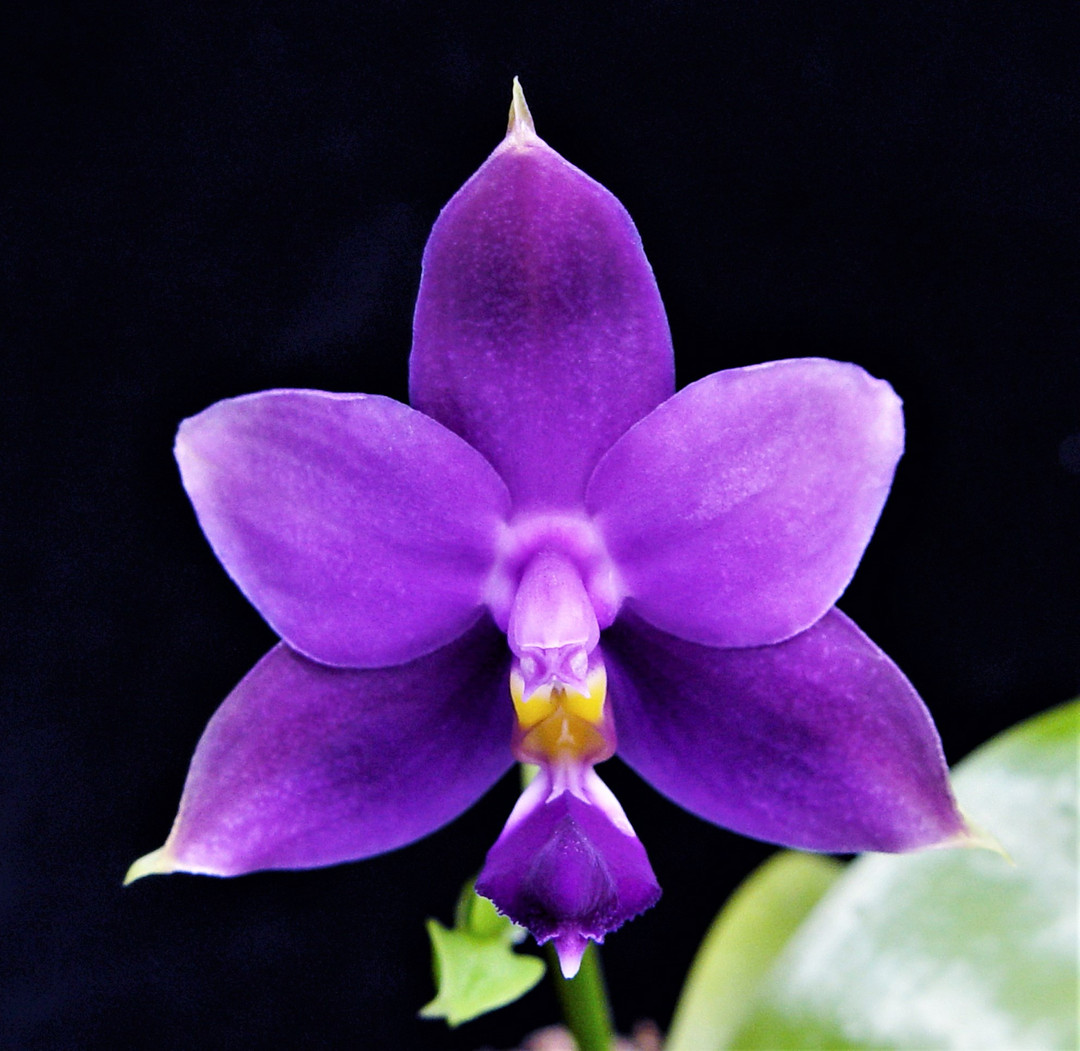 Phal. violacea coerulea - Select Sib Cross - OrchidWeb