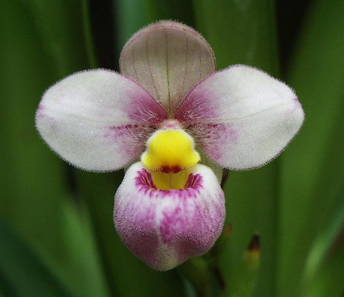 Phrag. schlimii - OrchidWeb