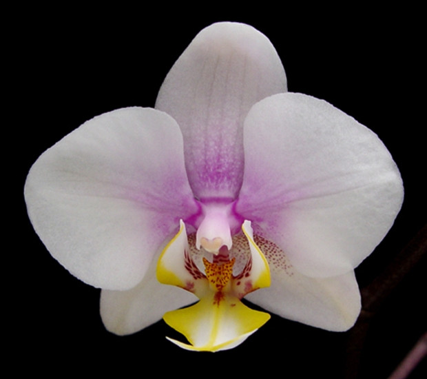 Phal. Nobby's Amy 'Wilda's Pink Butterflies' AM/AOS (Be Glad x ...
