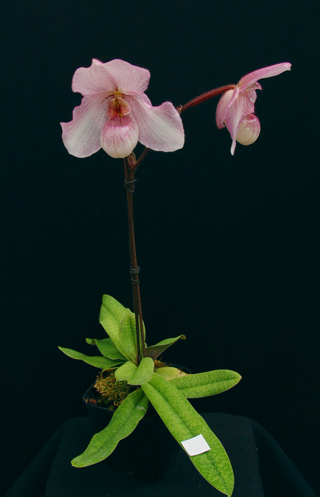Paph. Black Diamond (delenatii var. dunkel x fairrieanum 'Ruffles') - OrchidWeb