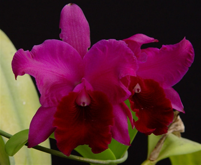Rhyncattleanthe William Johnson (Cattleya Bactia 'Susan' x Blc. Dean ...