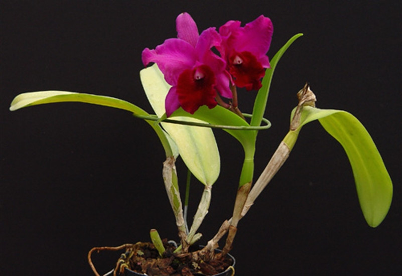 Rhyncattleanthe William Johnson (Cattleya Bactia 'Susan' x Blc. Dean ...