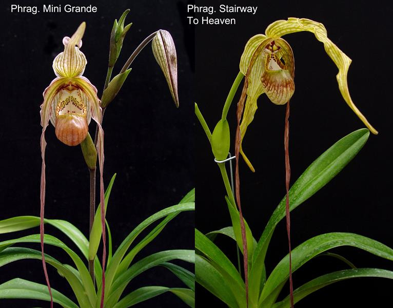 Phrag. Mini Grande x P. Stairway to Heaven - OrchidWeb