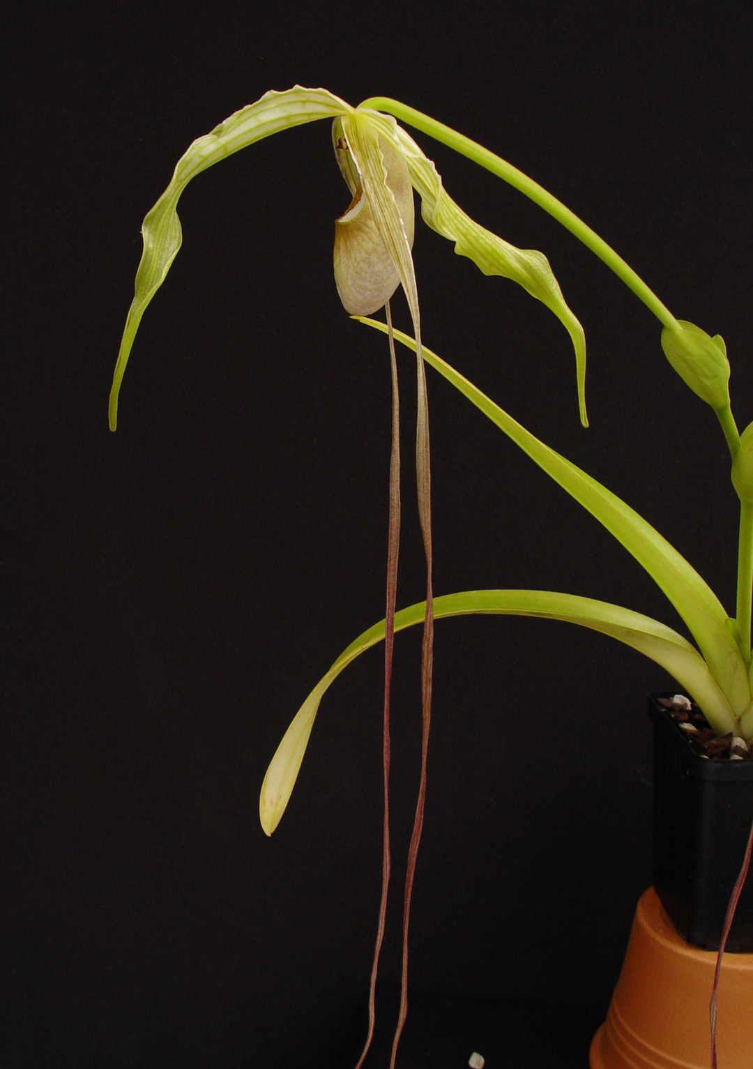 Phrag. Earth Song (Stairway to Heaven x wallisii 'White Ghost') - OrchidWeb