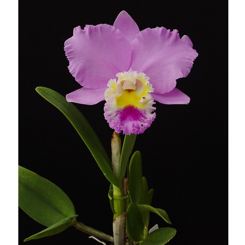 Rlc. Mem. Victoria Kam 'Fascination' AM/AOS (Rlc. Sylvia Fry x C ...