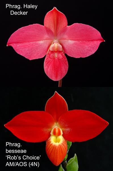 Phrag. Haley Decker 'Raspberry' x besseae Rob's Choice' AM/AOS (4N ...