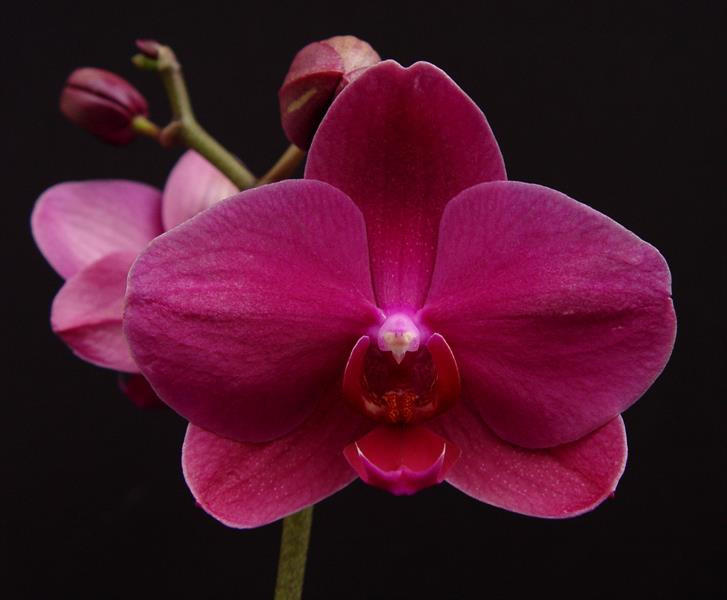 Phal. Fantastic - OrchidWeb