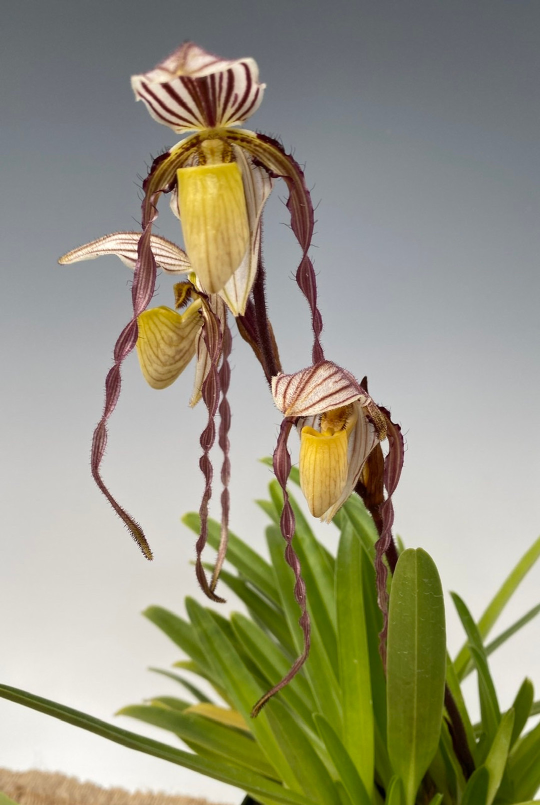 Paph. philippinense 'Port of Caroline' - OrchidWeb