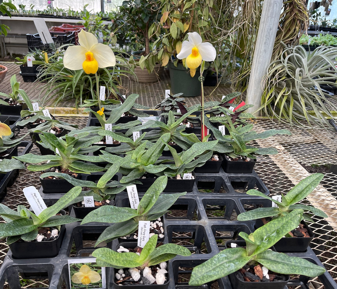 Paph. Franz Glanz (emersonii x armeniacum) - OrchidWeb