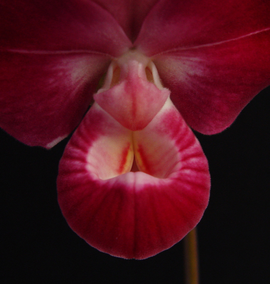 Phrag. Apollo ( Fritz Schomburg 'Pink Princess' x kovachii 'Purple Cow ...