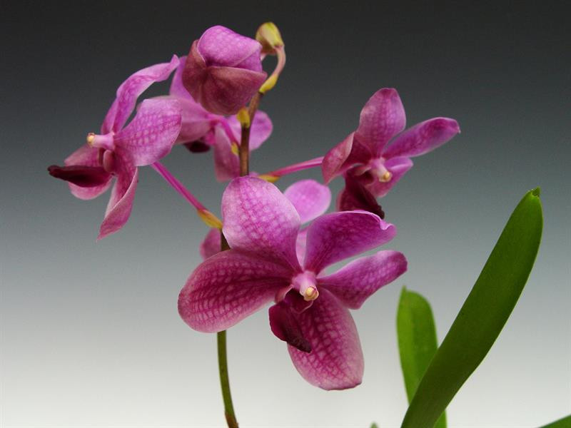 Vanda Rothschildiana (pink form) (coerulea var. delicata x sanderiana ...
