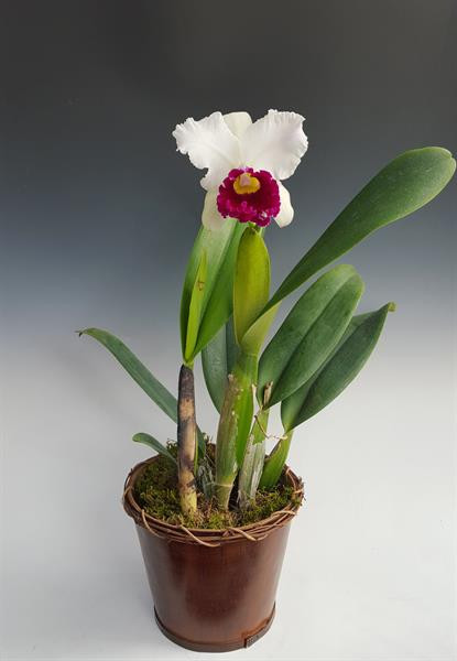 Blc. Melody Fair 'Carol' - OrchidWeb