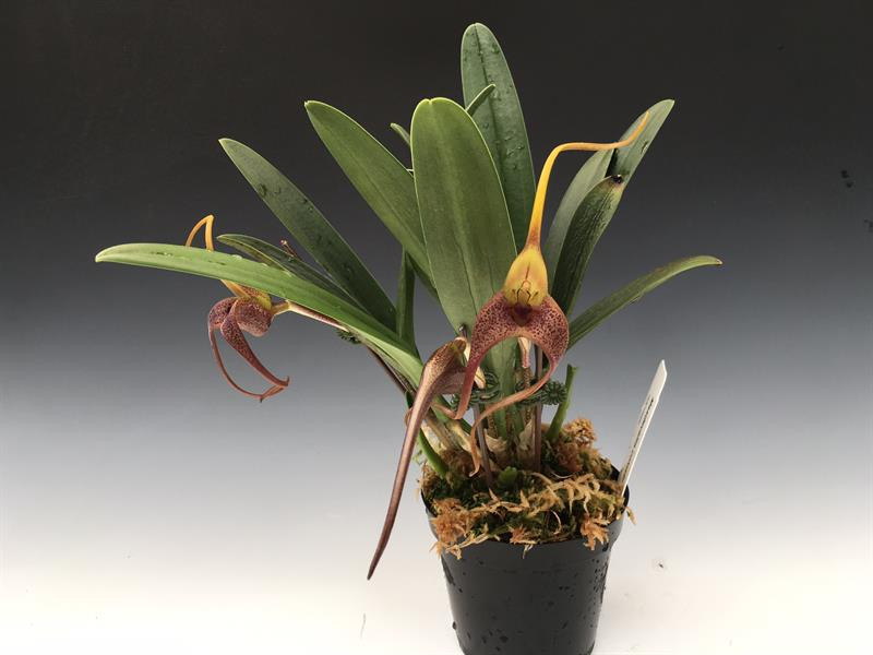 Masdevallia colossus - OrchidWeb