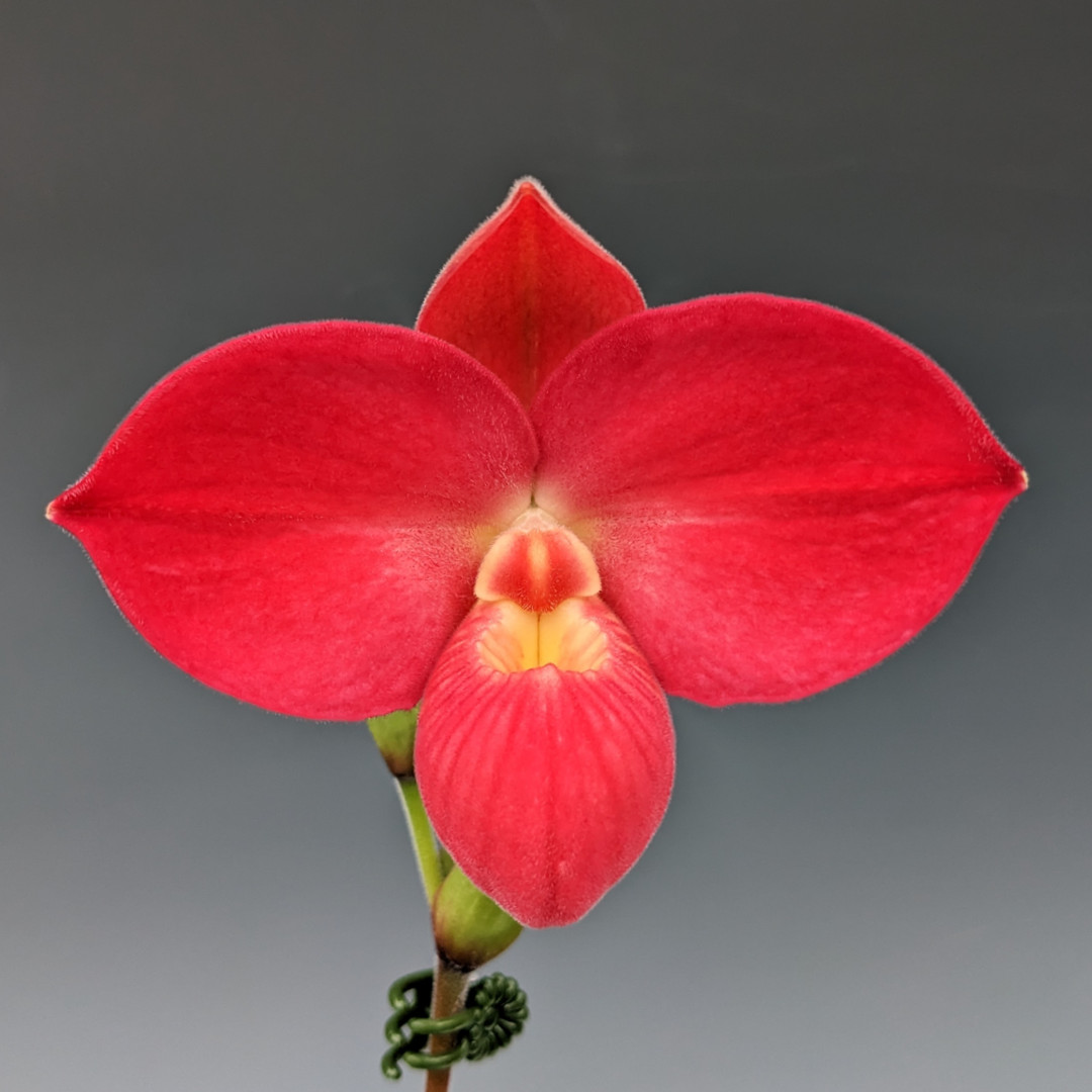 Phrag. Fritz Schomburg (3N) (kovachii 'Tesoro Morado' AM/AOS x besseae ...