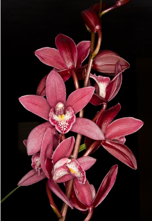 Cymbidium Peter Fire 'Torch' - OrchidWeb