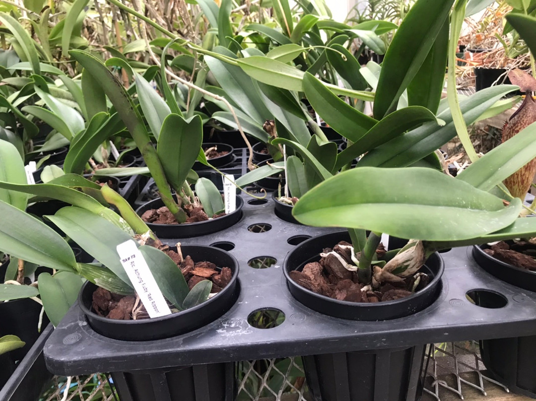 Rlc. Achung Ruby 'Red Ribbon' - OrchidWeb