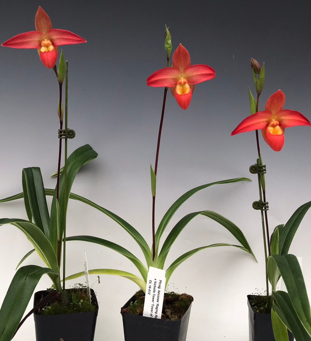 Phrag. Millbrook (besseae 'Raging Red' x Nicolle Tower 'Tower of Red ...