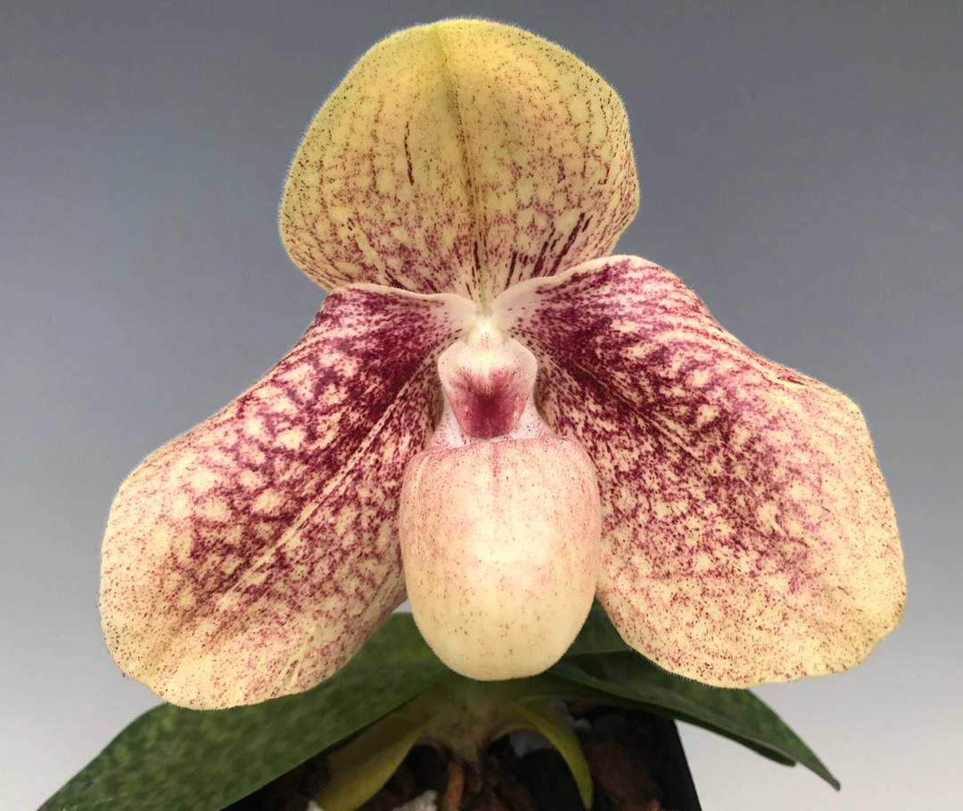 Paph. Karl Ploberger (bellatulum x hangianum) - OrchidWeb
