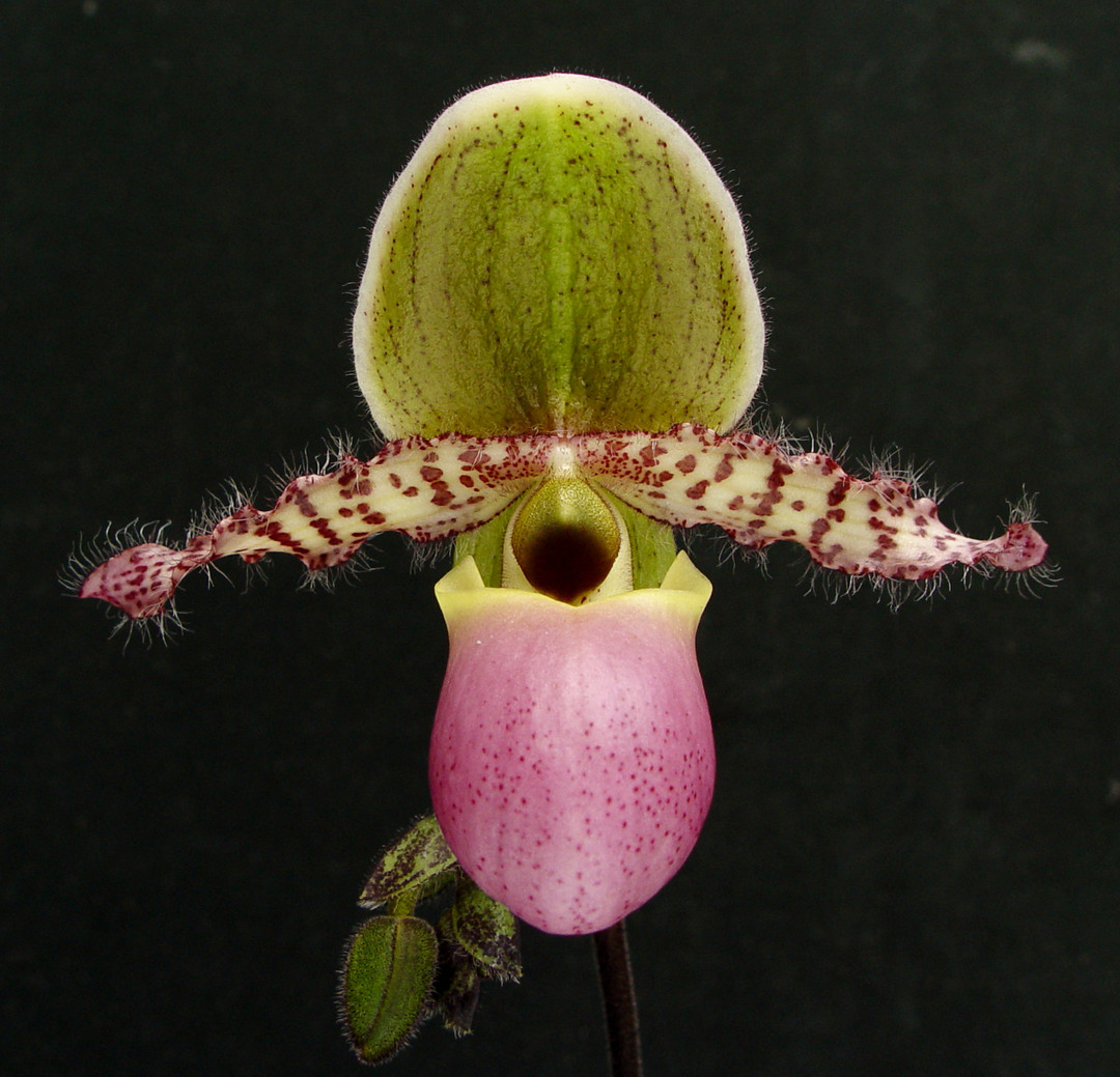 Paph. Utgard (chamberlainianum x moquetteanum) - OrchidWeb