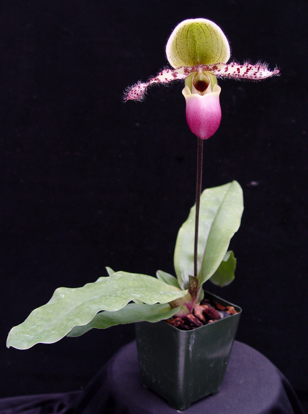 Paph. Utgard (chamberlainianum x moquetteanum) - OrchidWeb