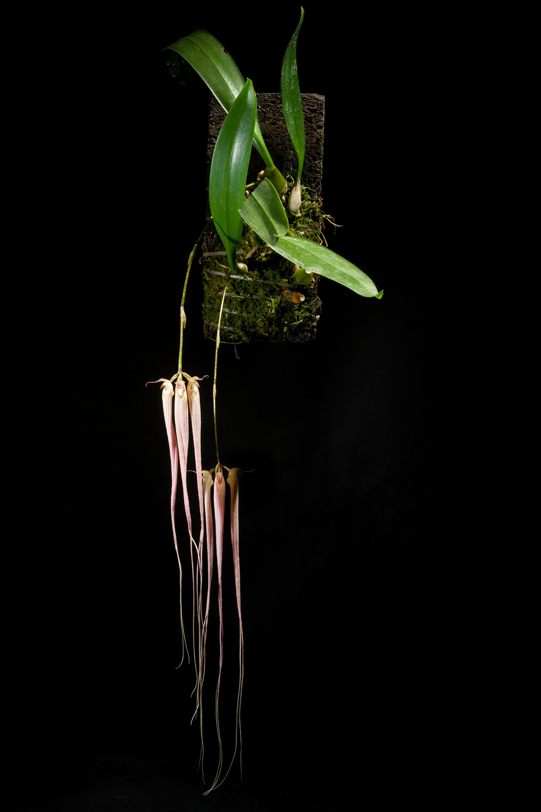 Bulbophyllum longissimum - OrchidWeb