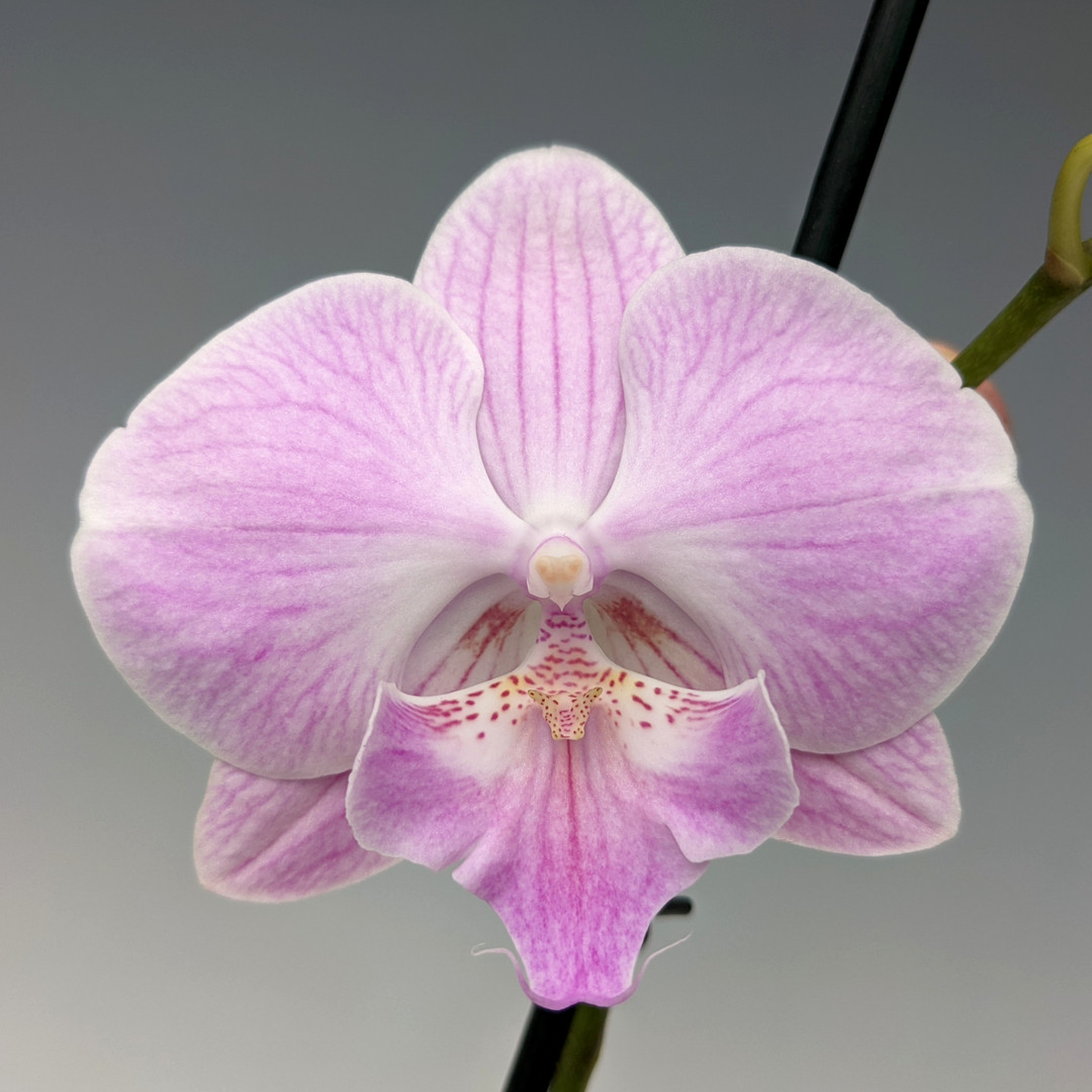Phal. Sweet Talk - OrchidWeb