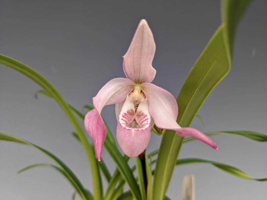 Phrag. Wossen (schlimii x richteri 'Twister') - OrchidWeb
